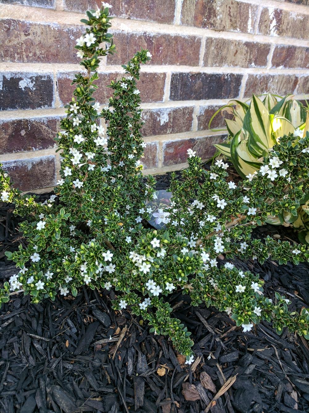 White Margin Snow Rose (Serissa japonica 'Improved') - Garden.org