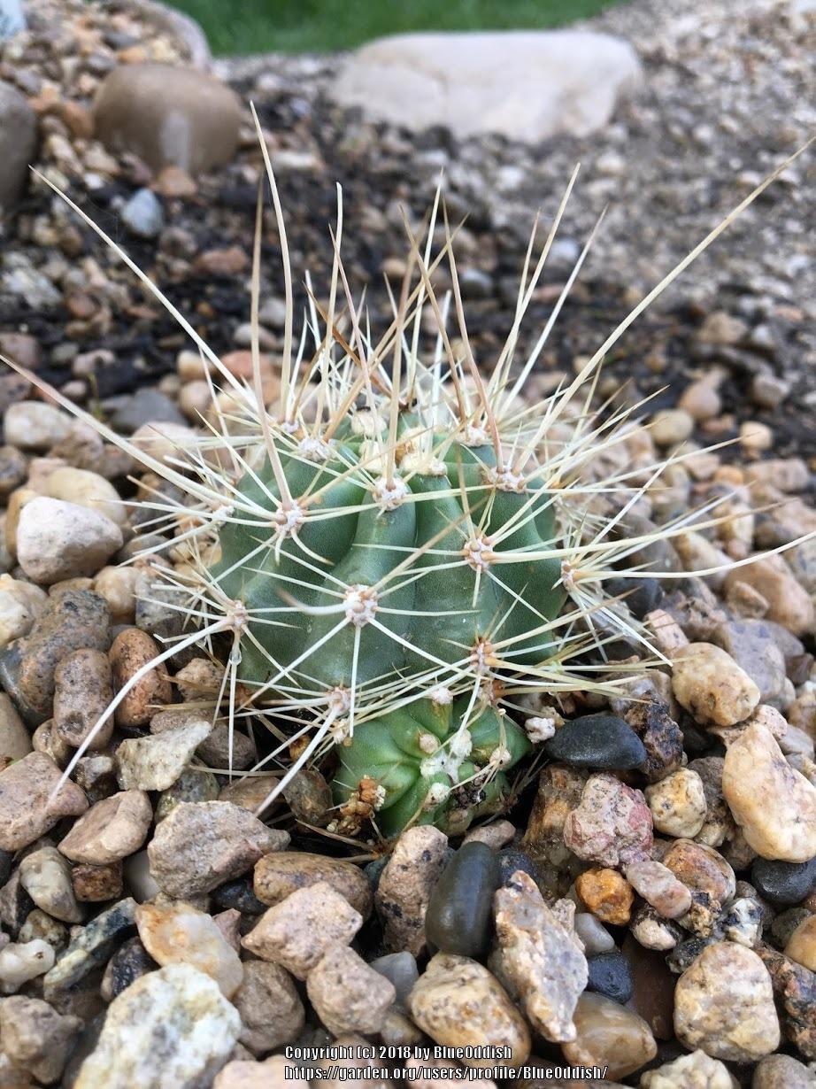 Scarlet Hedgehog Cactus (Echinocereus coccineus subsp. coccineus ...