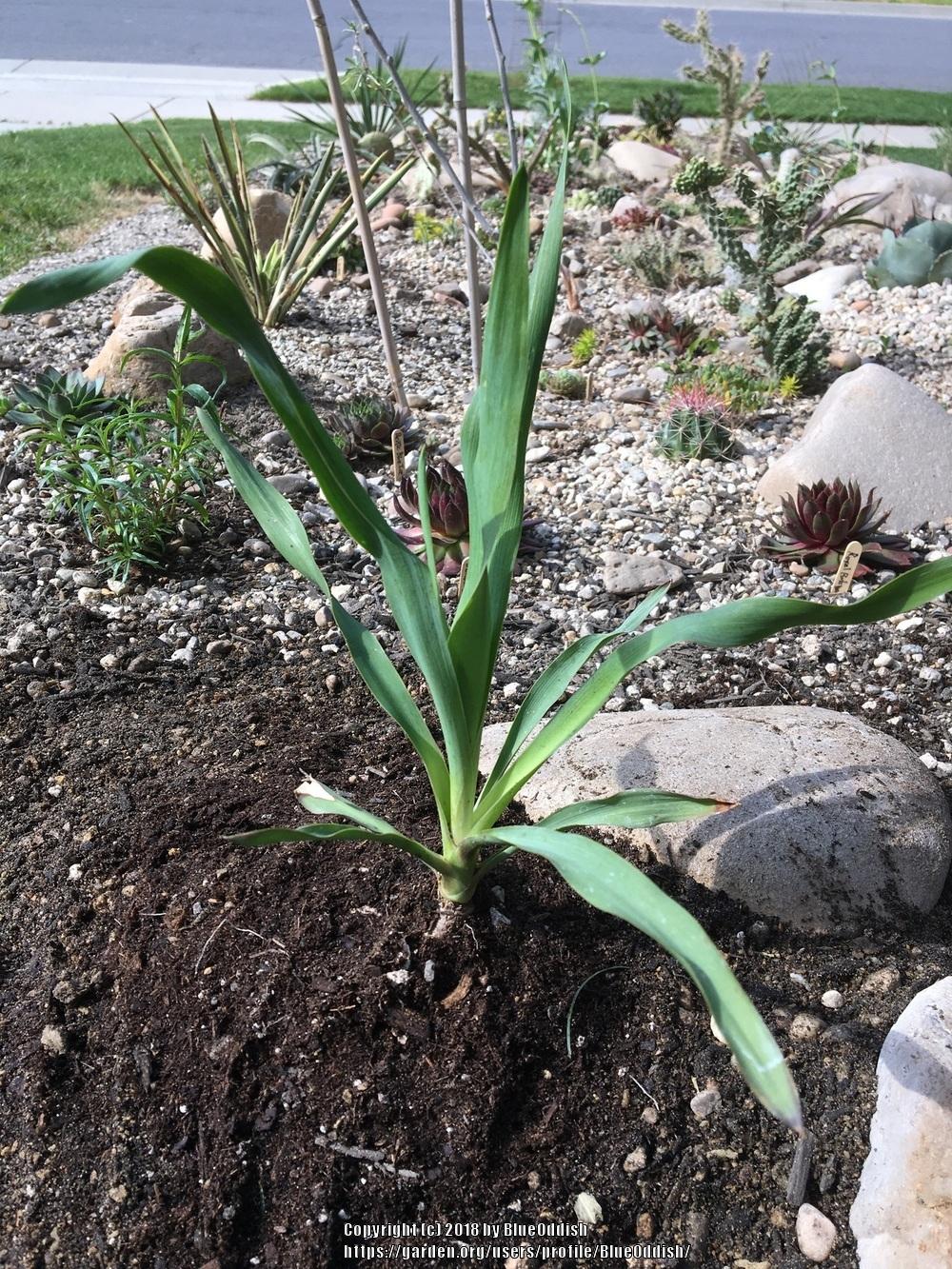 Nodding Yucca (Yucca cernua) - Garden.org