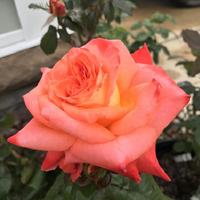 Rose (Rosa 'Octoberfest') in the Roses Database - Garden.org