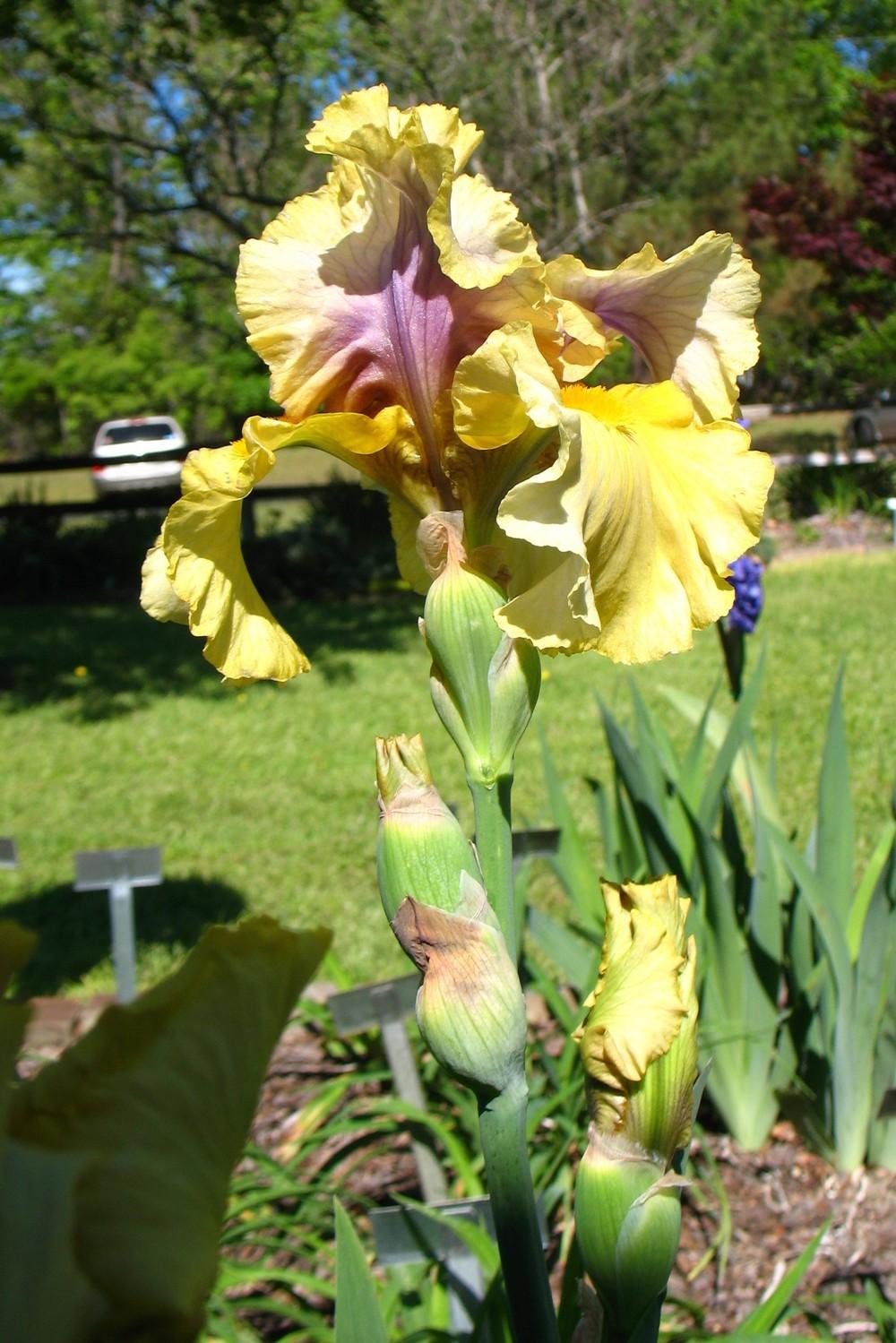 Photo of the stem, scape, stalk or bark of Tall Bearded Iris (Iris ...