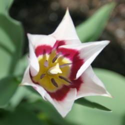 Single Early Tulip (Tulipa 'Lac van Rijn') in the Tulips Database ...