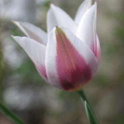 Single Early Tulip (Tulipa 'Lac van Rijn') in the Tulips Database ...