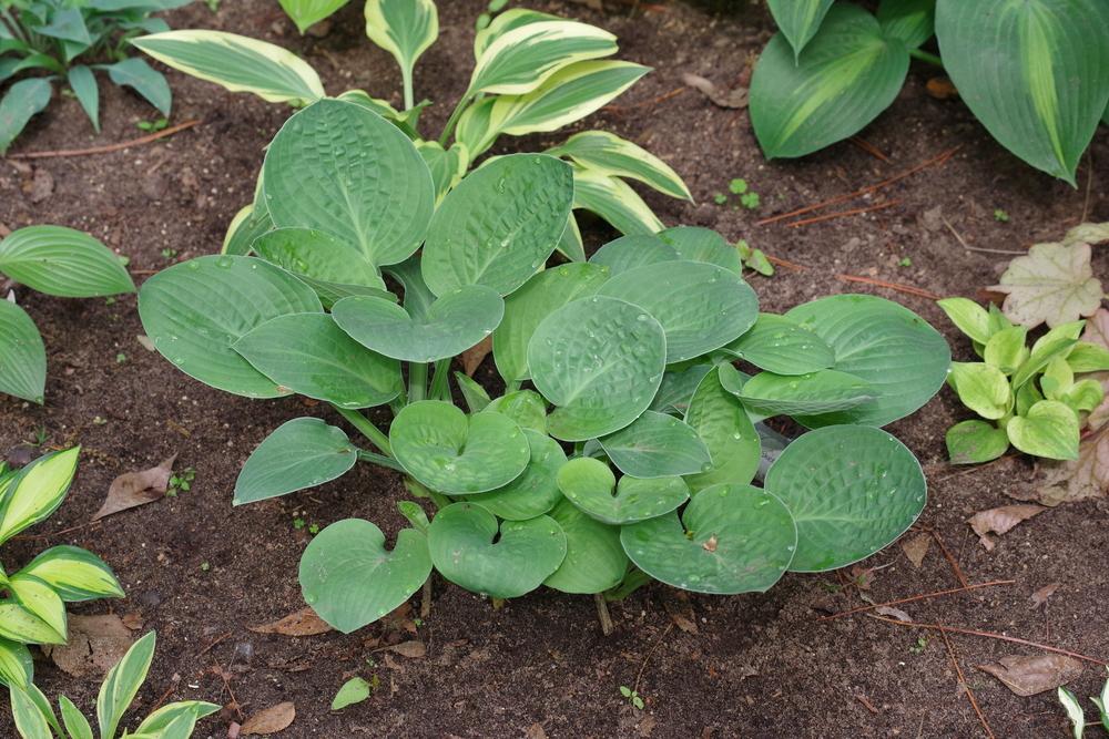 Hosta 'Lakeside Beach Bum' in the Hostas Database - Garden.org
