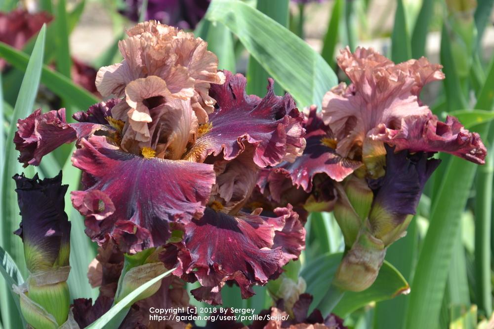 Photo of the bloom of Tall Bearded Iris (Iris 'Burgundy Blaze') posted by Serjio - Garden.org