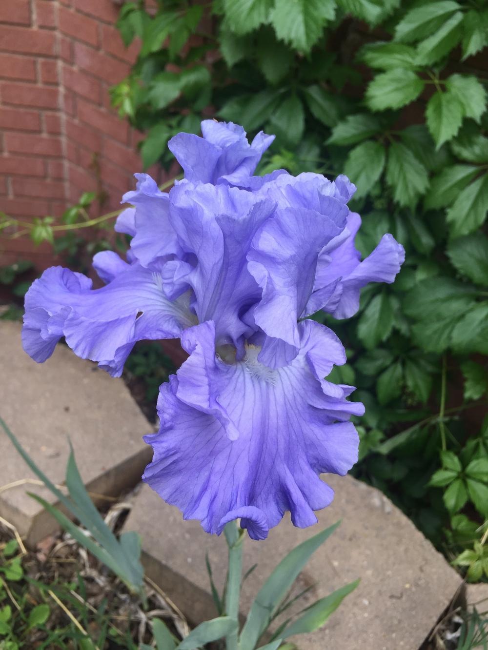 Photo of the bloom of Tall Bearded Iris (Iris 'Delta Blues') posted by ...