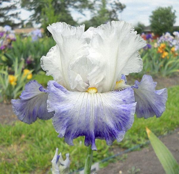Best Blue (Closest To True Blue) Iris in the Irises forum - Garden.org