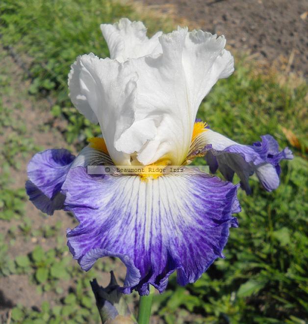 Best Blue (Closest To True Blue) Iris in the Irises forum - Garden.org