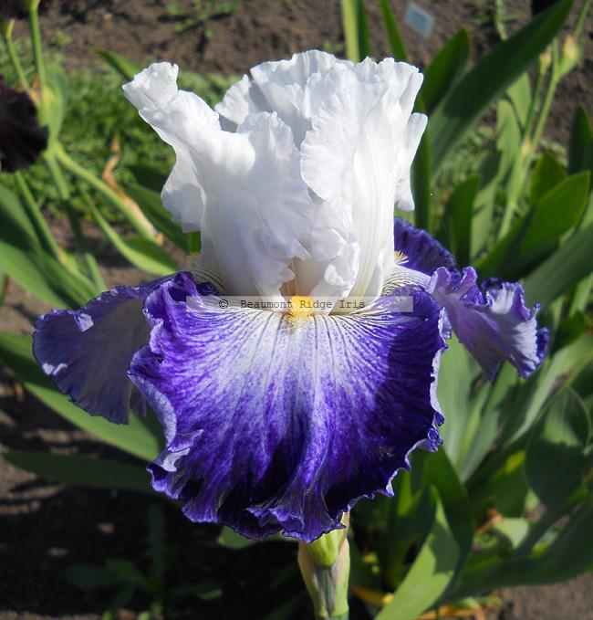 Best Blue (Closest To True Blue) Iris in the Irises forum - Garden.org