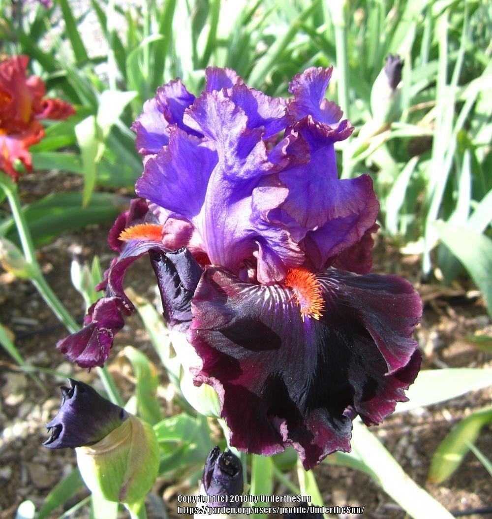 Tall Bearded Iris (Iris 'Dark Icon') in the Irises Database - Garden.org