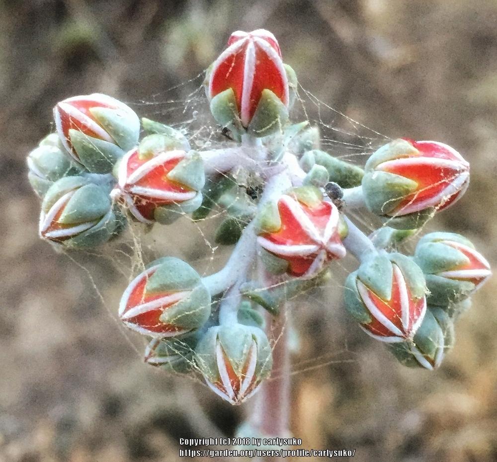 Dudleyas: Plant Care and Collection of Varieties - Garden.org