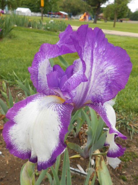Tall Bearded Iris (Iris 'Grape Wheel') in the Irises Database - Garden.org