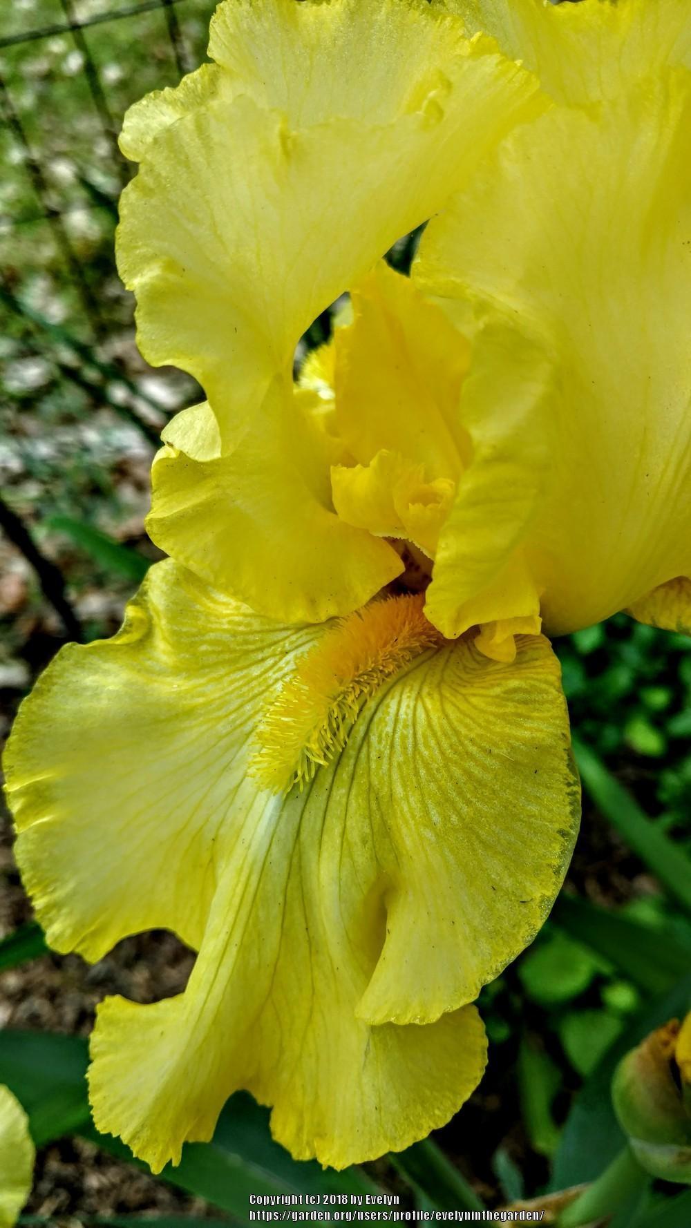 Photo of the bloom of Tall Bearded Iris (Iris 'Harvest of Memories ...