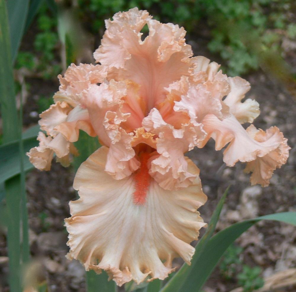 Photo of the bloom of Tall Bearded Iris (Iris 'She') posted by janwax ...
