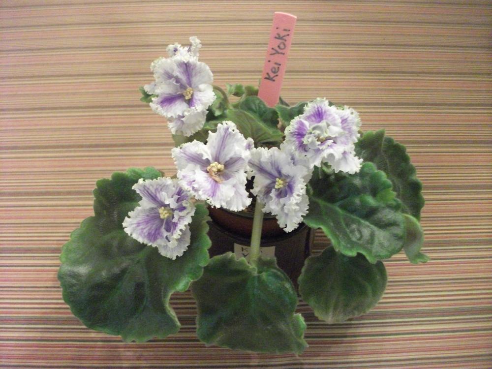 Photo of the entire plant of African Violet (Streptocarpus 'Kei Yoki ...