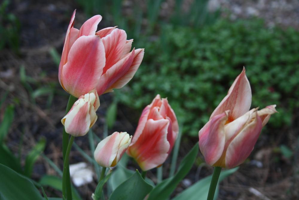 Photo of the entire plant of Greigii Tulip (Tulipa 'Quebec') posted by ...