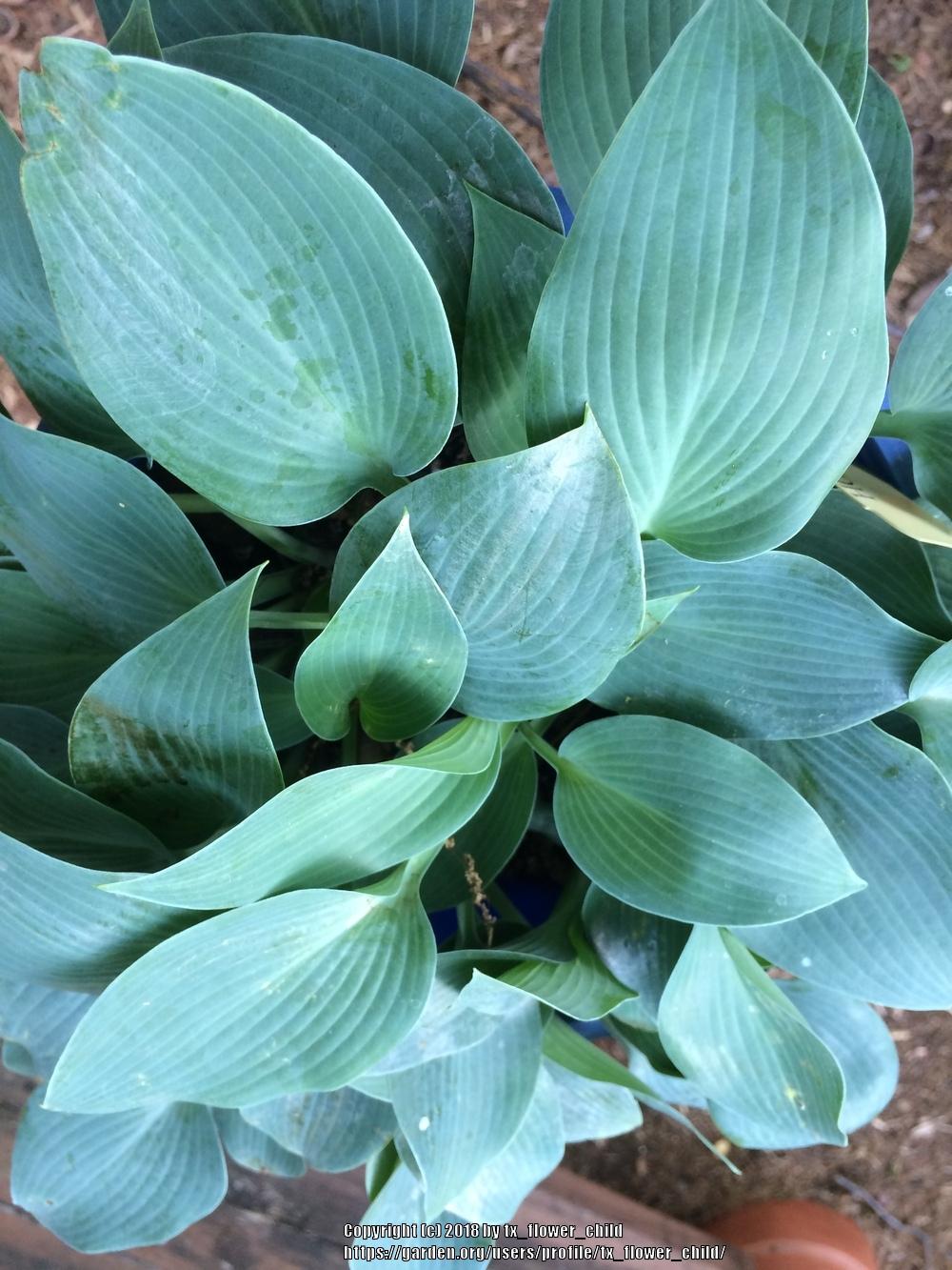 Planting Hosta Halcyon in the Hostas forum - Garden.org