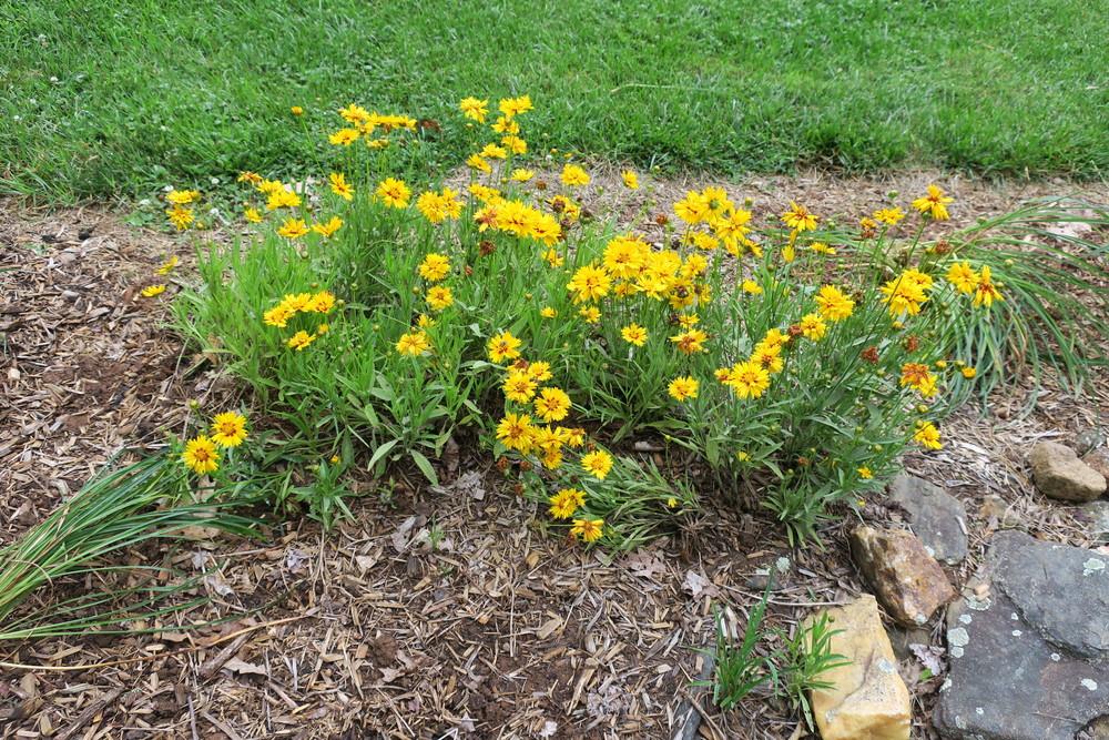 Photo of the entire plant of Tickseed Coreopsis (Coreopsis grandiflora ...
