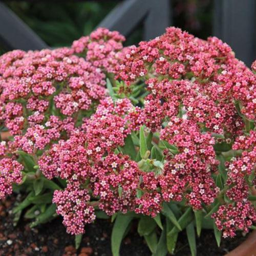 Crassula alba var. parvisepala 'Solo Verde' in the Crassulas Database ...