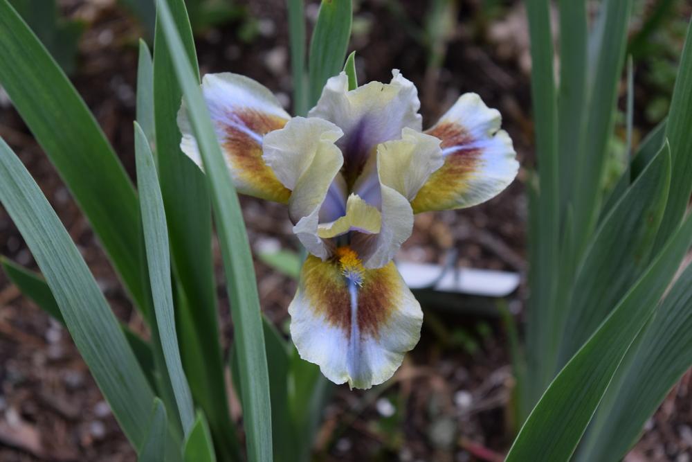Standard Dwarf Bearded Iris (Iris 'Scarlet Tango') in the Irises ...