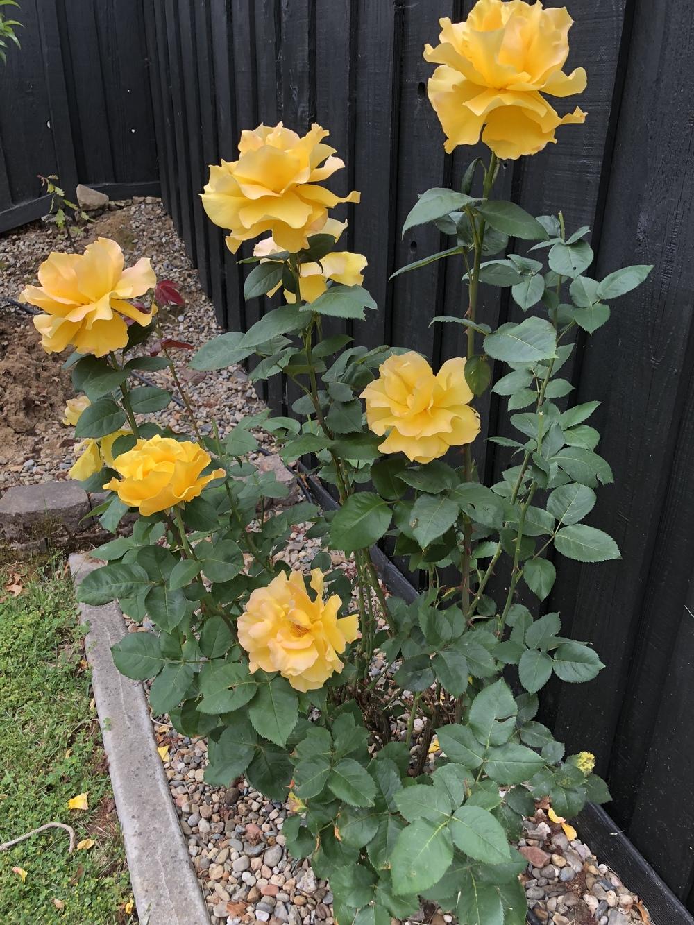 Photo of the entire plant of Rose (Rosa 'Midas Touch') posted by ...