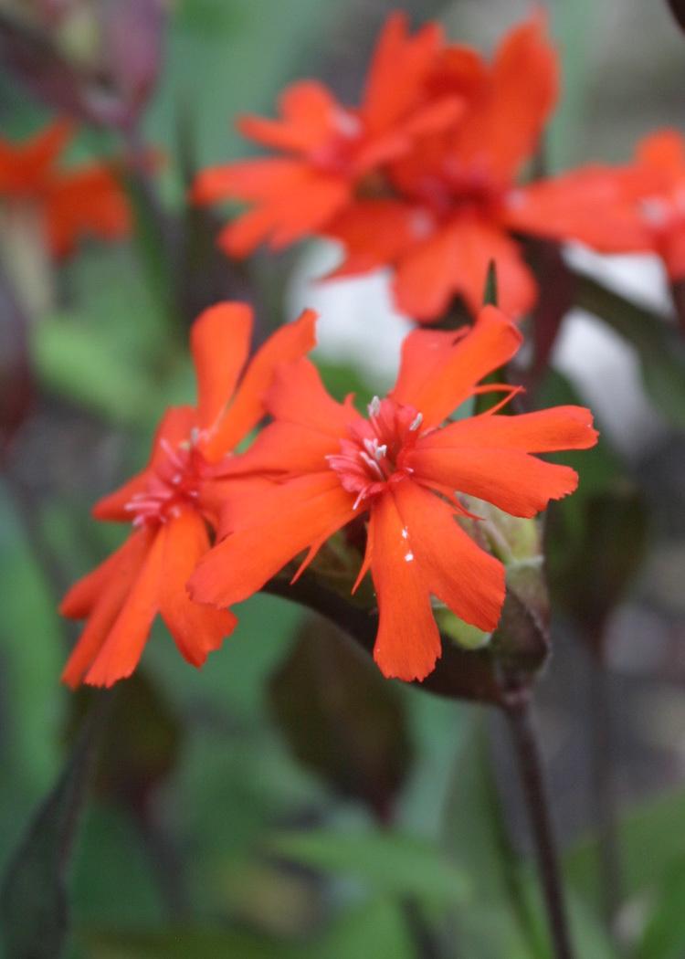 Arkwright's Campion (Silene 'Vesuvius') - Garden.org