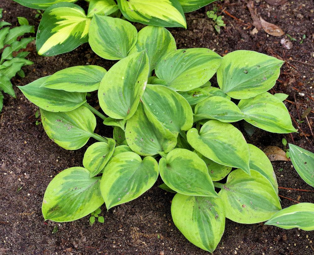 What's showing up for Spring? in the Hostas forum - Garden.org