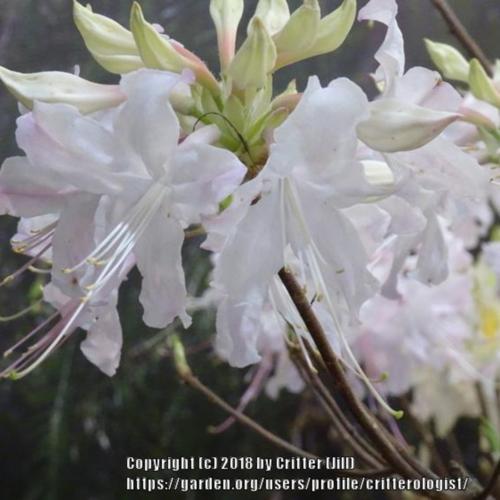 Aromi Deciduous Azalea (Rhododendron 'Spring Sensation') in the ...