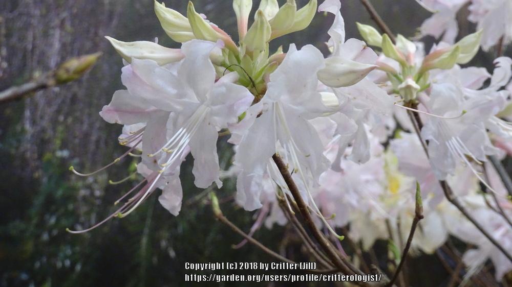 Aromi Deciduous Azalea (Rhododendron 'Spring Sensation') in the ...