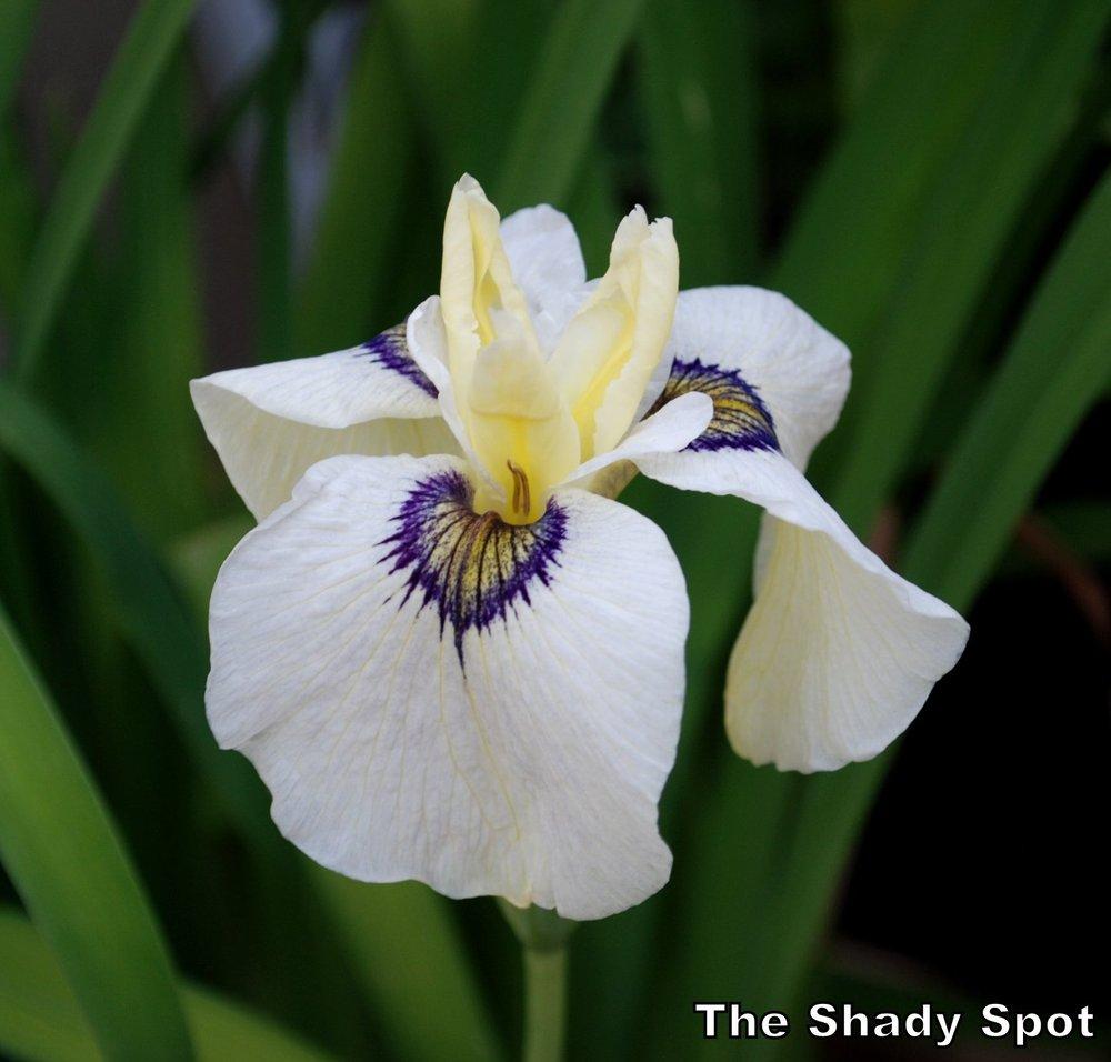 Species X Iris (Iris 'Alabama Blue Fin') in the Irises Database ...