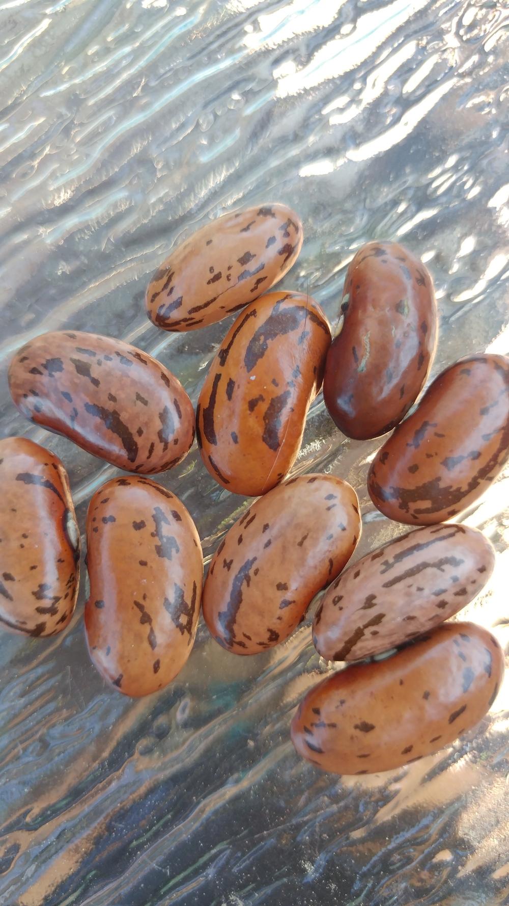 Pole Bean (Phaseolus vulgaris 'Flamingo') in the Beans Database ...