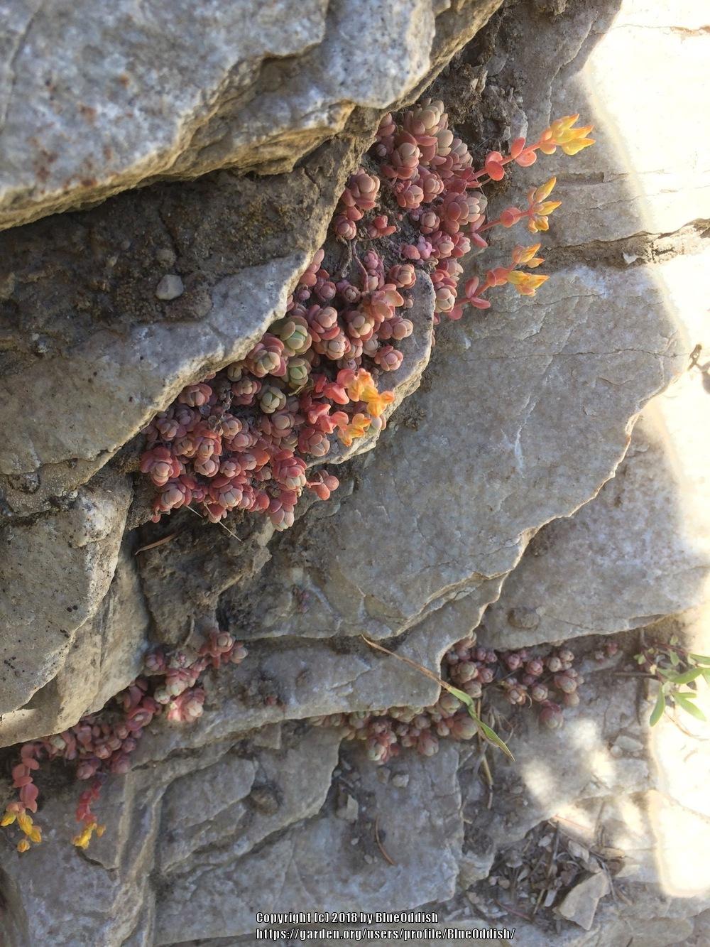 Orpine Stonecrop (Sedum debile) in the Sedums Database - Garden.org