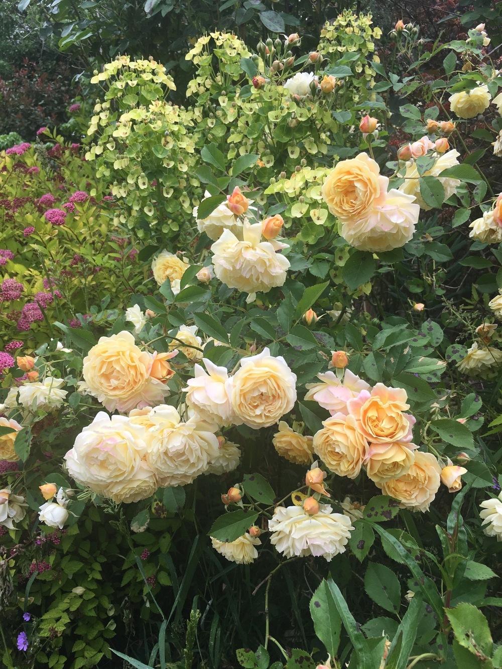 Photo of the bloom of Rose (Rosa 'Jeri Jennings') posted by Calif_Sue ...