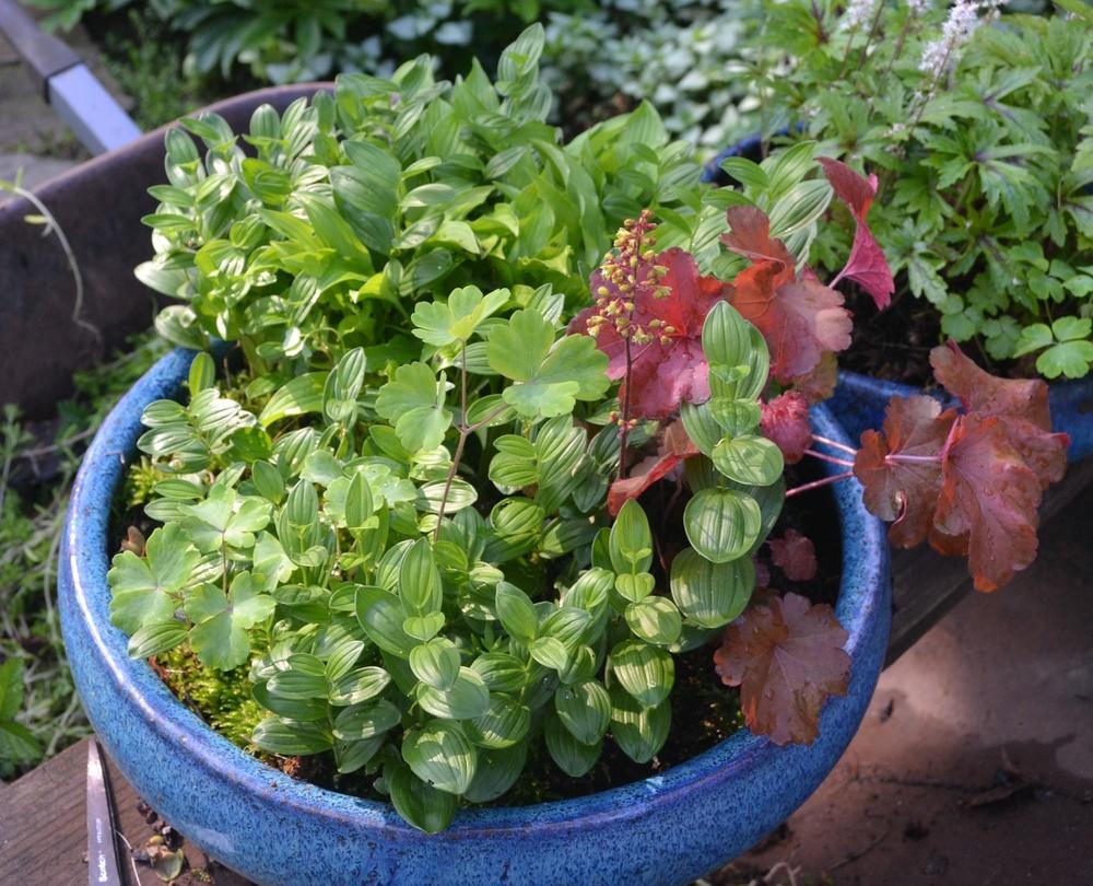 Dwarf Solomon's Seal (Polygonatum humile) - Garden.org