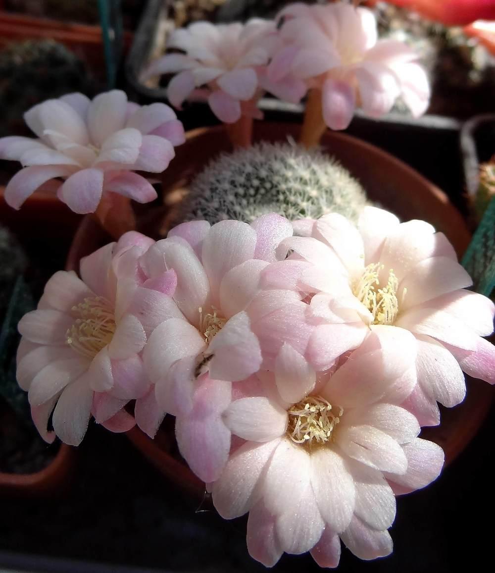 Photo of the bloom of Crown Cactus (Rebutia) posted by Orsola - Garden.org