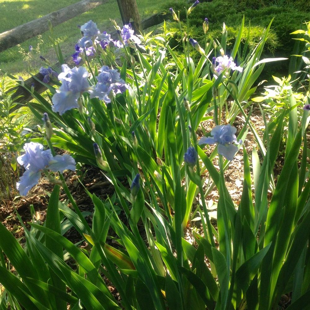 Photo of the entire plant of Tall Bearded Iris (Iris 'Babbling Brook') posted by csandt - Garden.org
