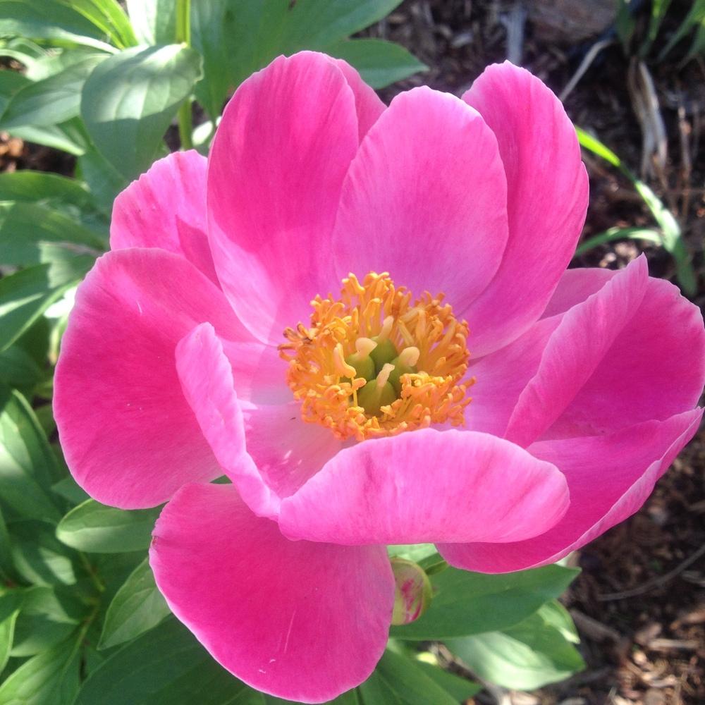 Photo of the bloom of Peony (Paeonia 'Friendship') posted by csandt ...