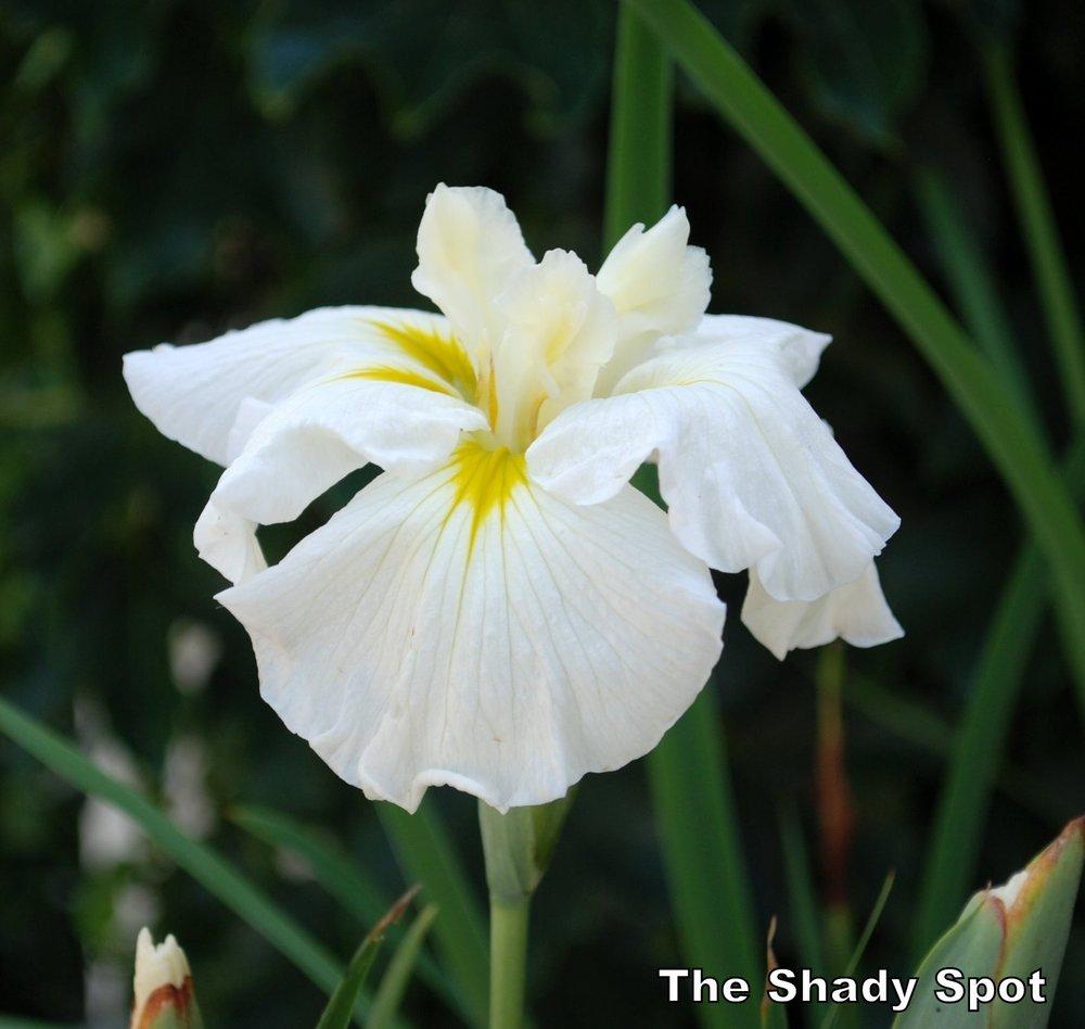 Japanese Iris (Iris 'Little Bit Yellow') in the Irises Database ...