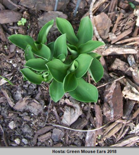Photo of the entire plant of Hosta 'Green Mouse Ears' posted by ...