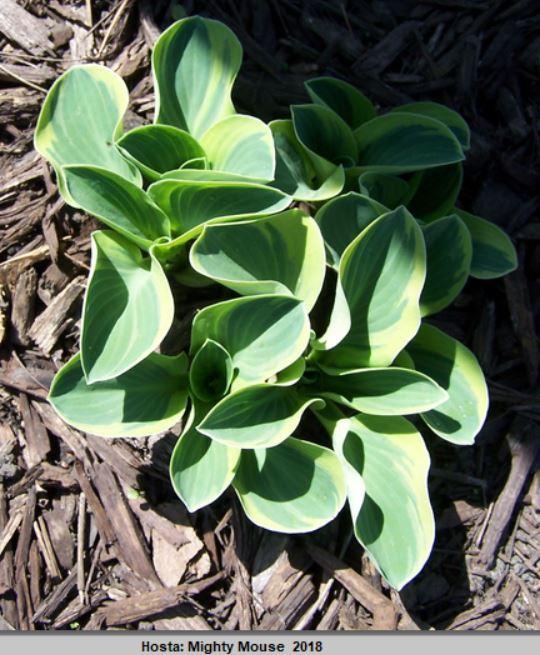 Photo of the entire plant of Hosta 'Mighty Mouse' posted by petruske ...