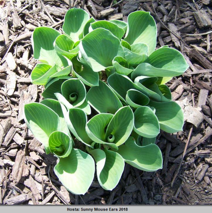 Hosta 'Giantland Sunny Mouse Ears' in the Hostas Database - Garden.org