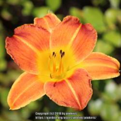 Daylily (Hemerocallis 'Bright Sunset') in the Daylilies Database ...