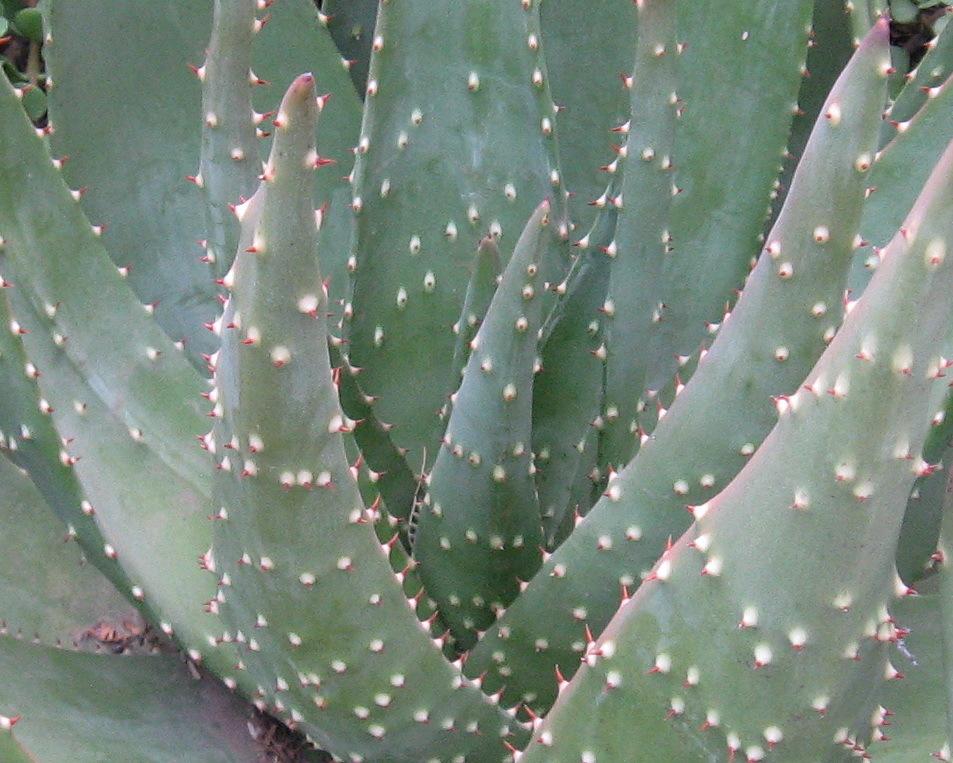 Aloes: Plant Care and Collection of Varieties - Garden.org