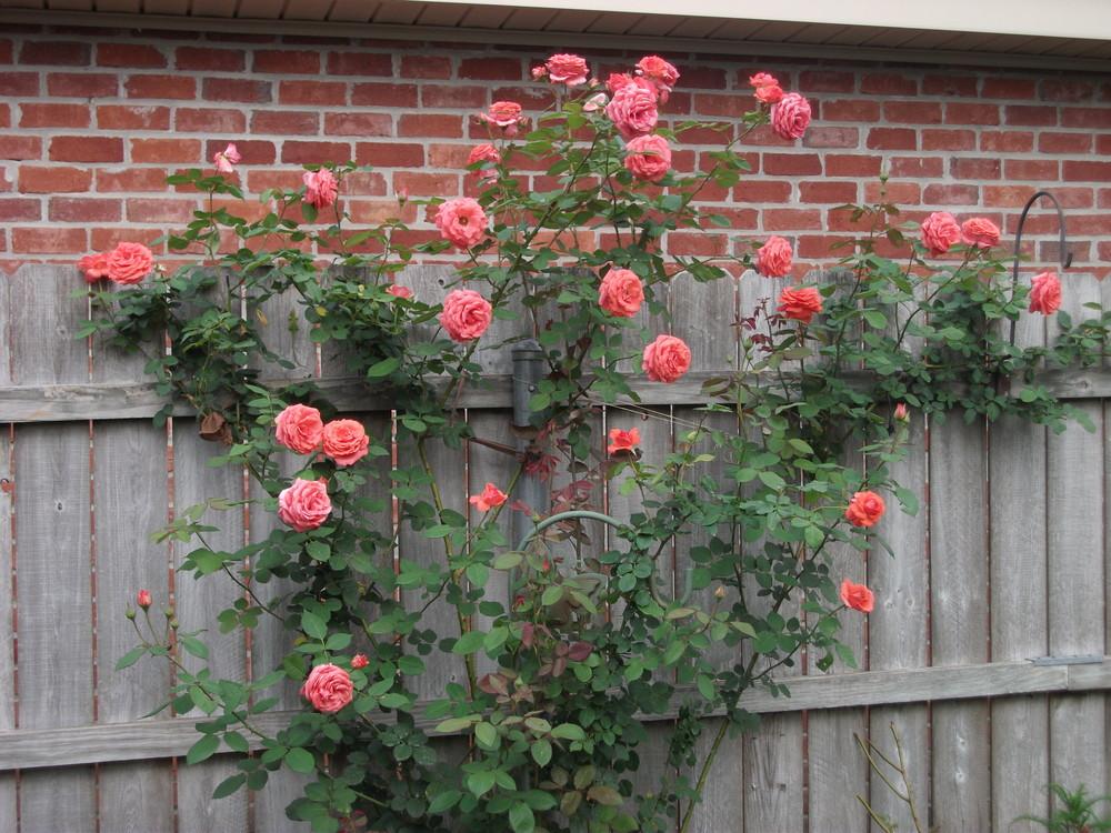 Photo of the entire plant of Rose (Rosa 'America') posted by tabbycat ...
