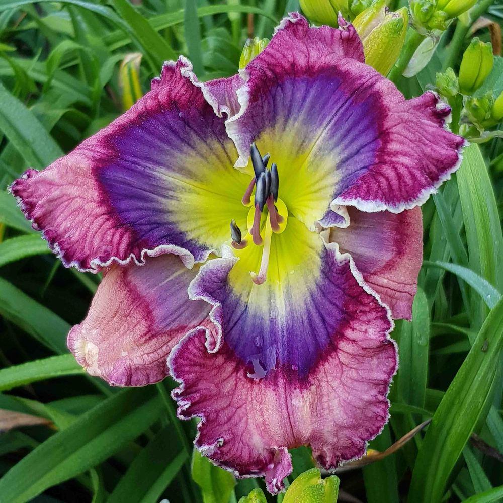 Daylily (Hemerocallis 'Ocean Lotus') in the Daylilies Database - Garden.org