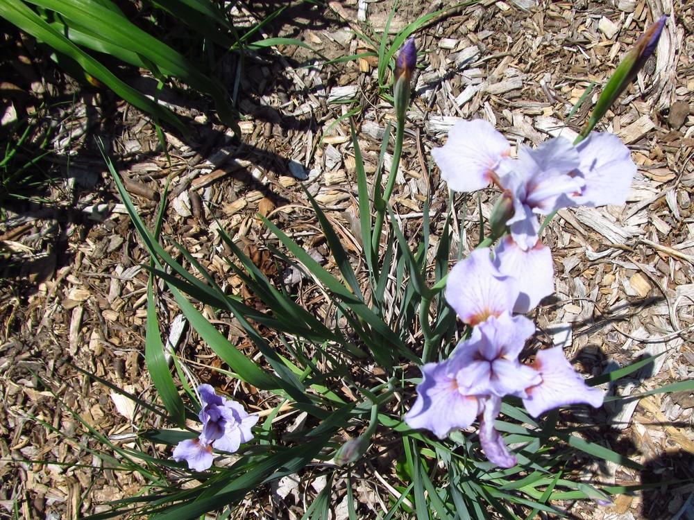Siberian Iris (Iris 'Maggie Smith') in the Irises Database - Garden.org