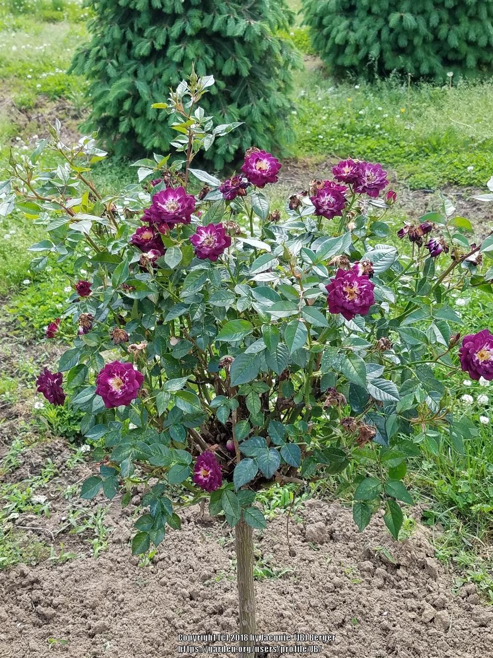 Standard Rose Tree? in the Plant ID forum - Garden.org