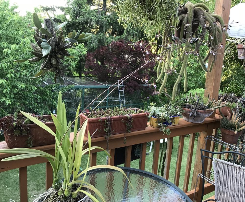 Orchid (Encyclia Hoosier Ruffels) - Garden.org