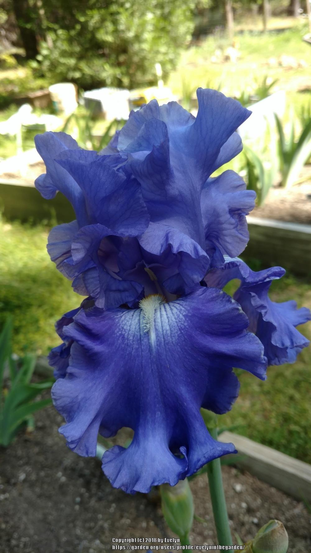 Elegance In Blue Bearded Iris | ubicaciondepersonas.cdmx.gob.mx