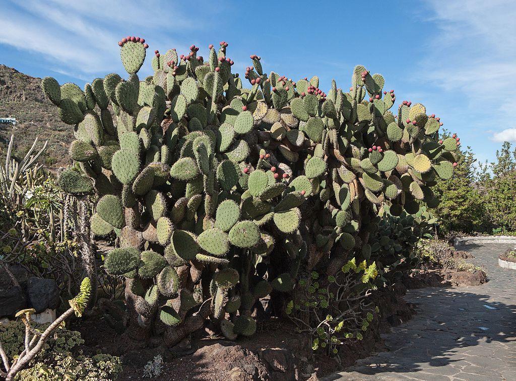 Nopal Cardon (Opuntia streptacantha) in the Prickly Pears Database ...